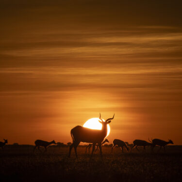 Chambeshi River and Bangweulu Swamps | The Wilderness Project